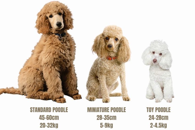 Poodle Types What s The Difference The Oodle Guide Poodle Types What s The Difference The Oodle Guide