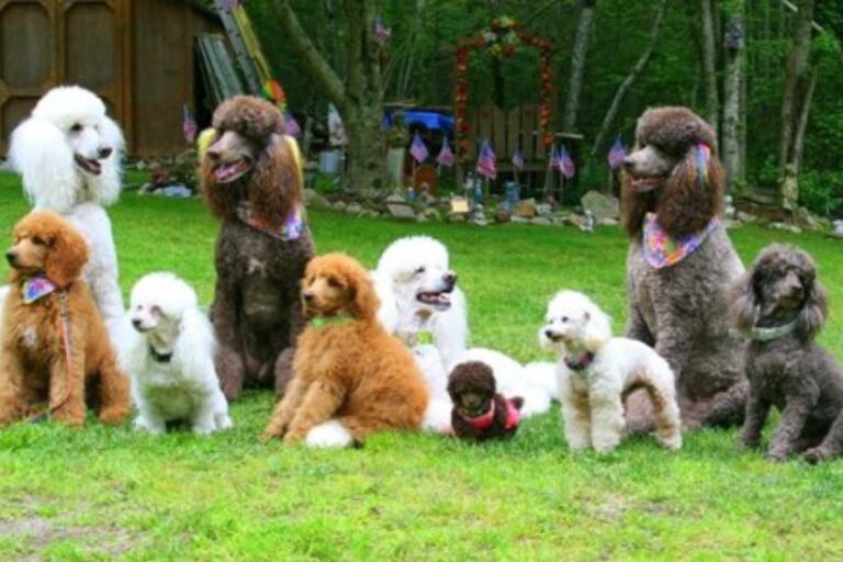 Poodle Sizes: How Big Do Poodles Get? - The Oodle Guide