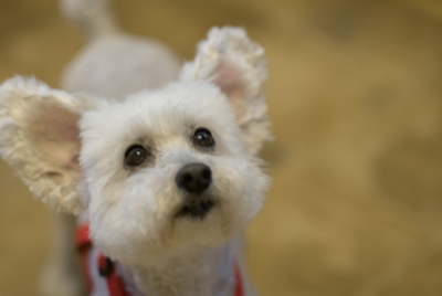 Corgipoo: The Charming Canine Hybrid - The Oodle Guide